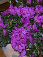 Tibidao - Blomstergrossist